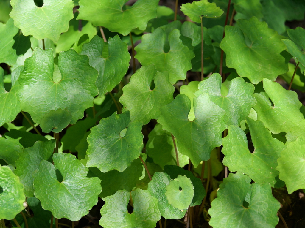 Snow Poppy from Hutt Central, Lower Hutt, New Zealand on October 22 ...