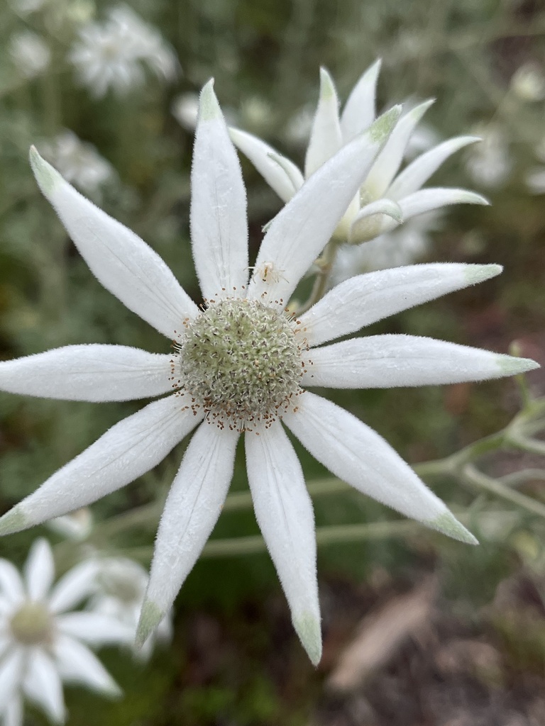 Leek-green Flower Spider from Myall Lakes National Park, Seal Rocks ...
