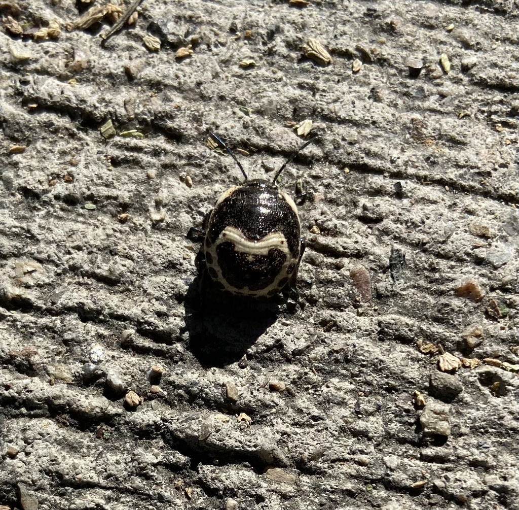 Clown Stink Bug from 百望山森林公园, 北京市, CN on October 23, 2022 at 01:17 PM ...