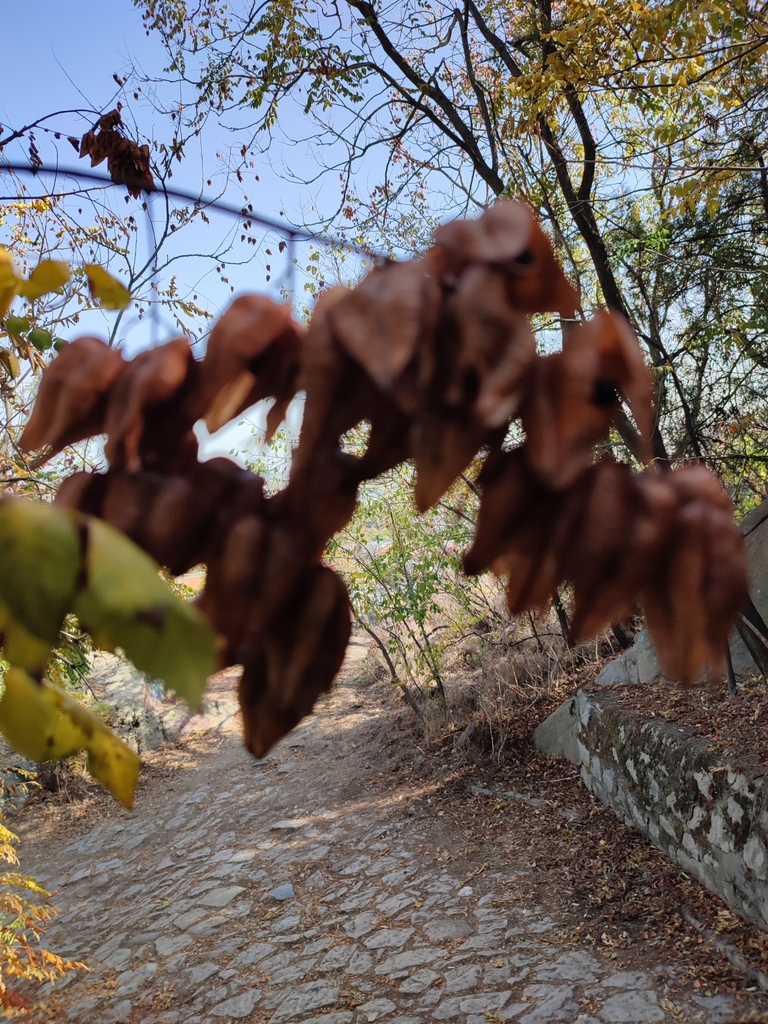golden rain tree from 4000 Plovdiv, Bulgaria on October 22, 2022 at 01: ...