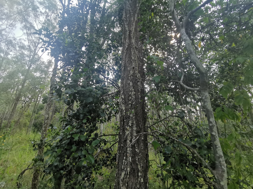 Broad Leaved Native Cherry from Ipswich - West, Queensland, Australia ...