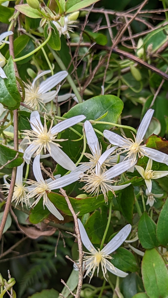 Australian Clematis from Yuulong VIC 3237, Australia on October 23 ...