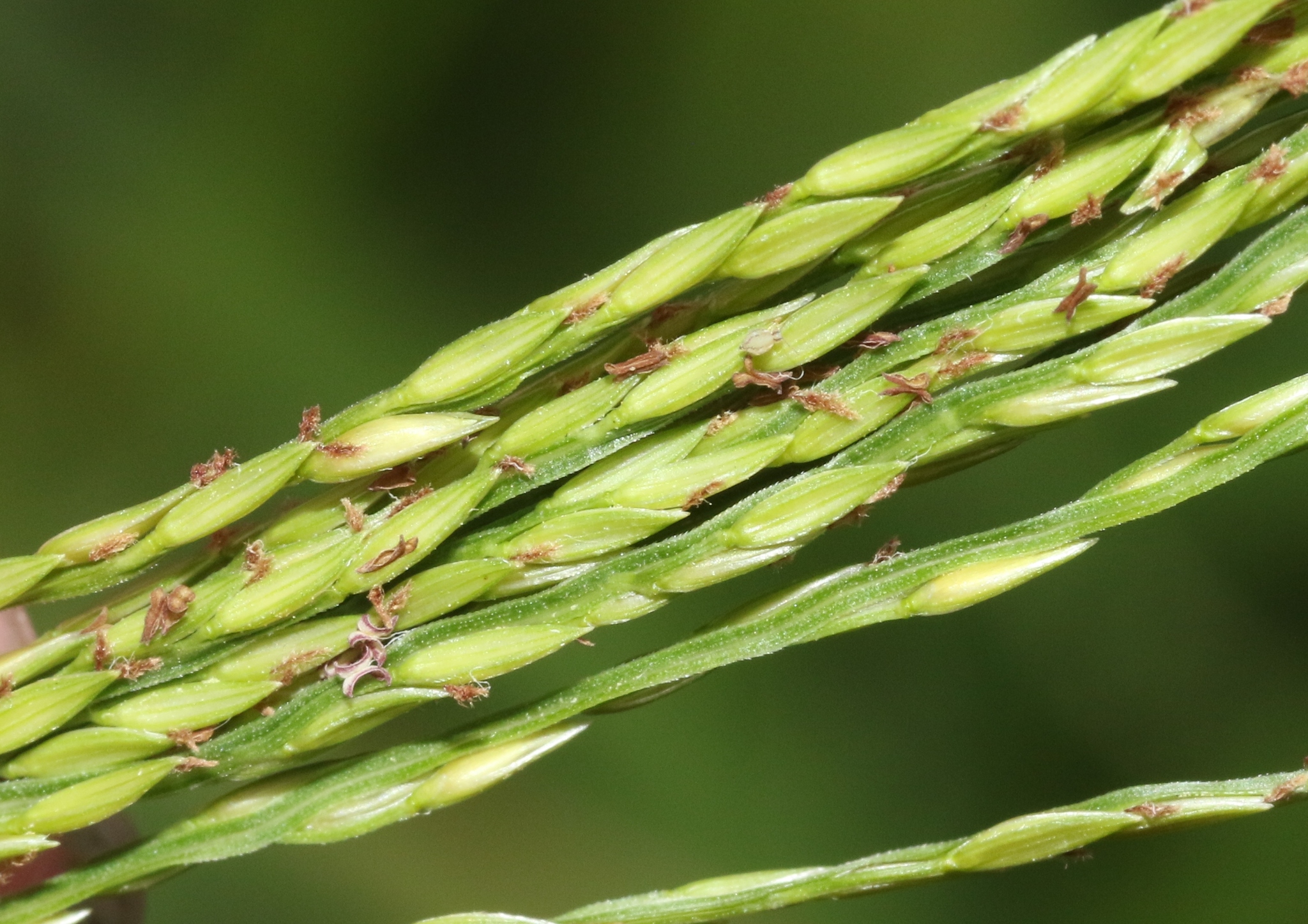 Digitaria setigera Roth