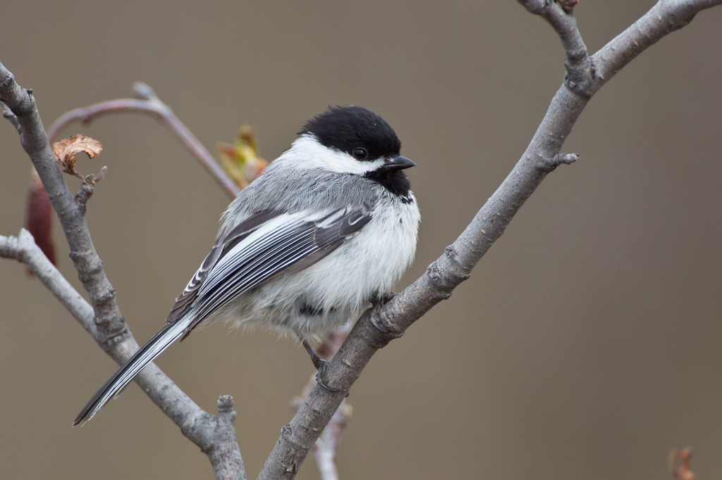 Black-capped Chickadee (Common Birds of Pittsburgh Parks) · iNaturalist