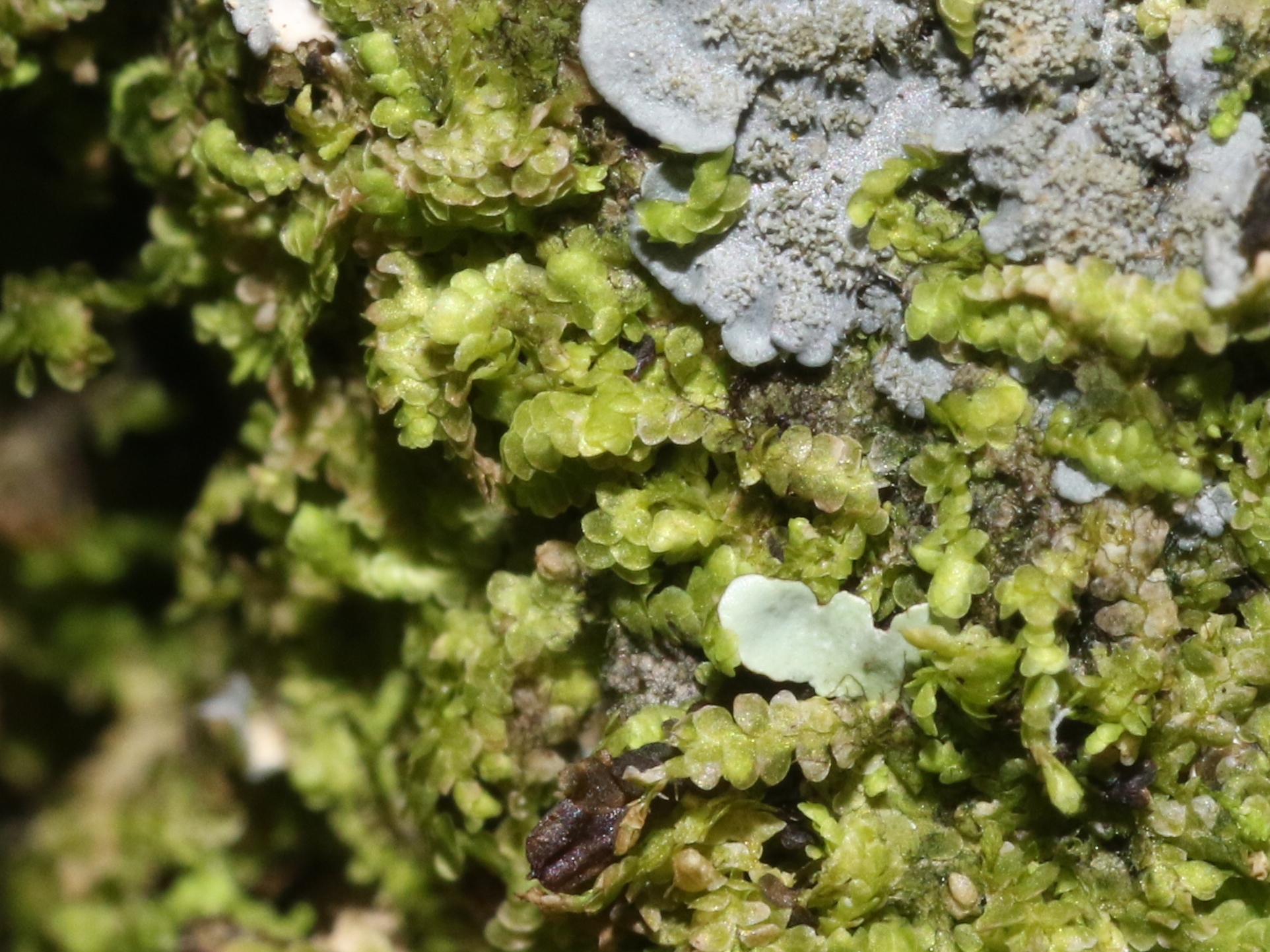 Lejeunea flava (Sw.) Nees