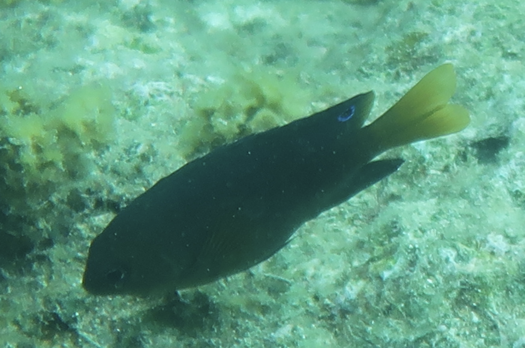 Pomacentrus adelus Allen, 1991