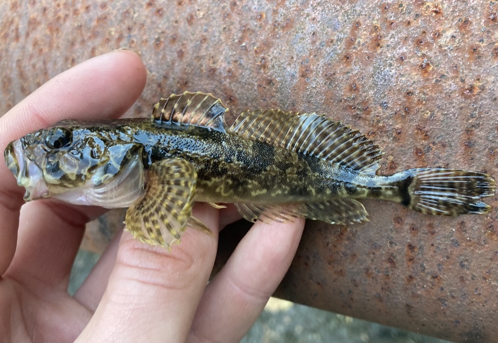 Prickly Sculpin from Olympic National Park, Clallam Bay, WA, US on ...