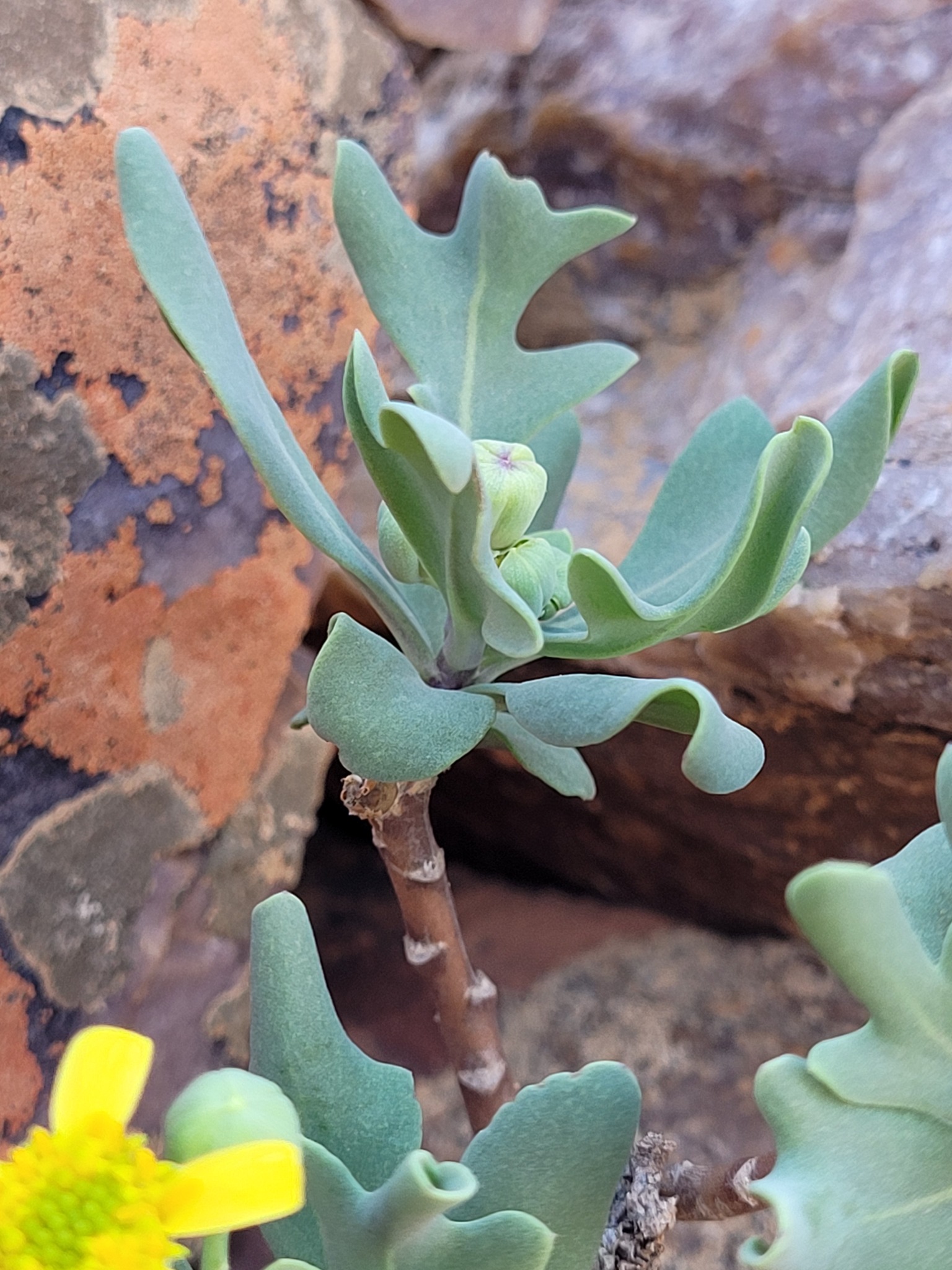 Othonna quercifolia DC.