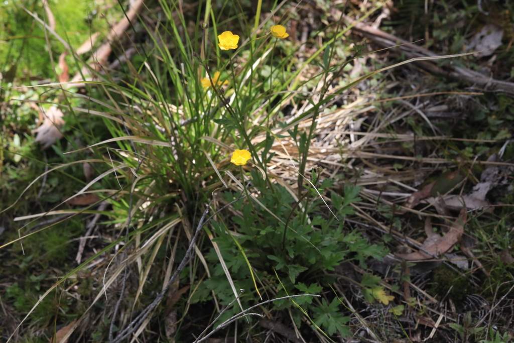 Australian Buttercup from Ebor NSW 2453, Australia on October 17, 2022 ...