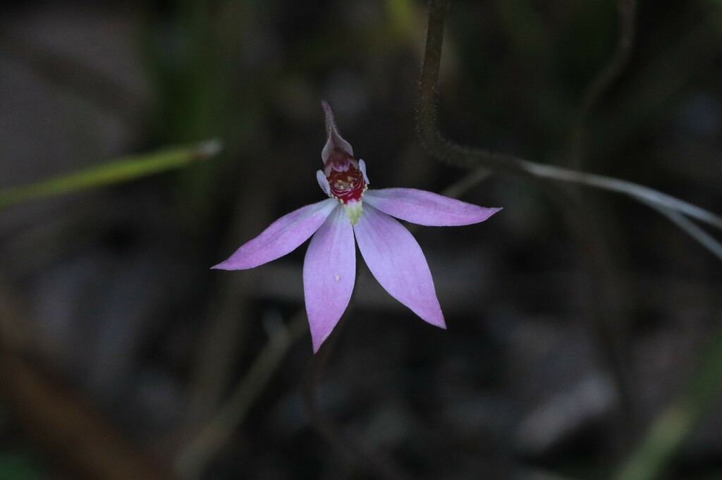 Pink Lady Fingers from Ebor NSW 2453, Australia on October 17, 2022 at ...