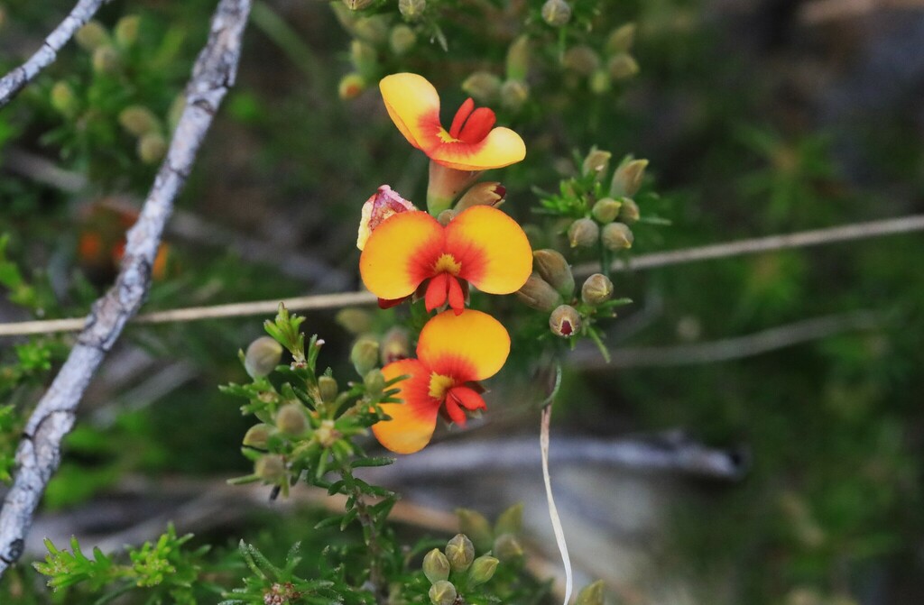 small-leaf parrot-pea from Ebor NSW 2453, Australia on October 17, 2022 ...