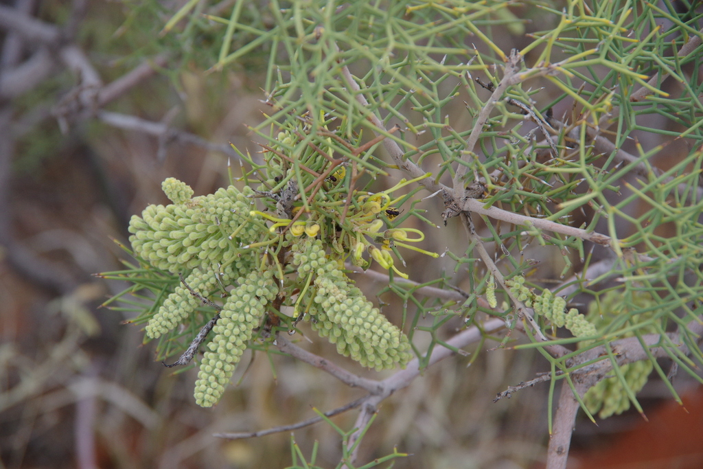 straggly corkbark from Innamincka SA 5731, Australia on July 31, 2022 ...