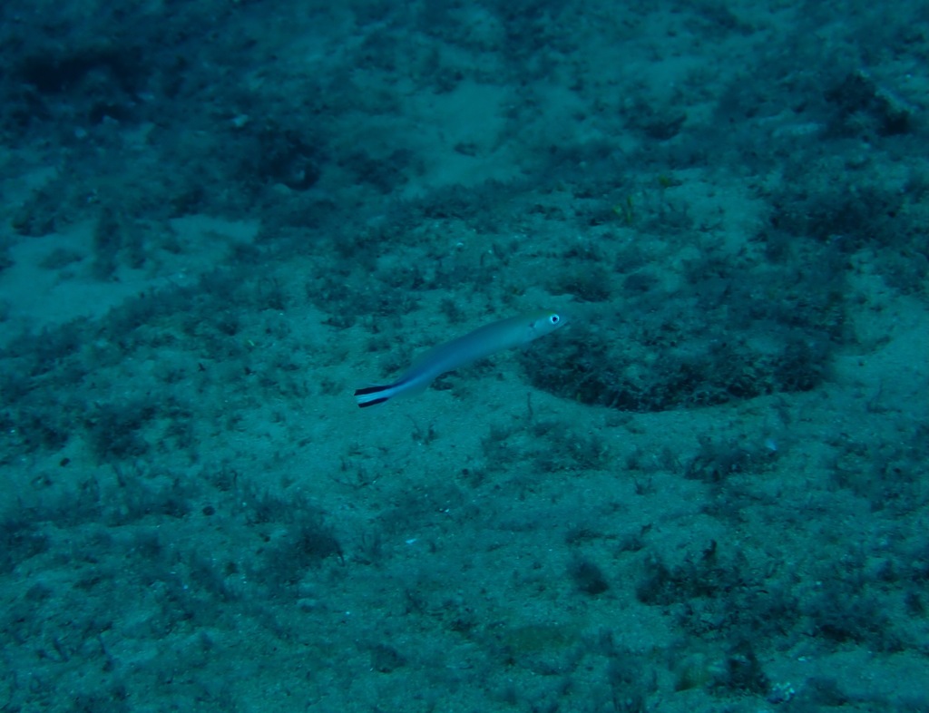 Flagtail Blanquillo in October 2022 by Sara Thiebaud · iNaturalist