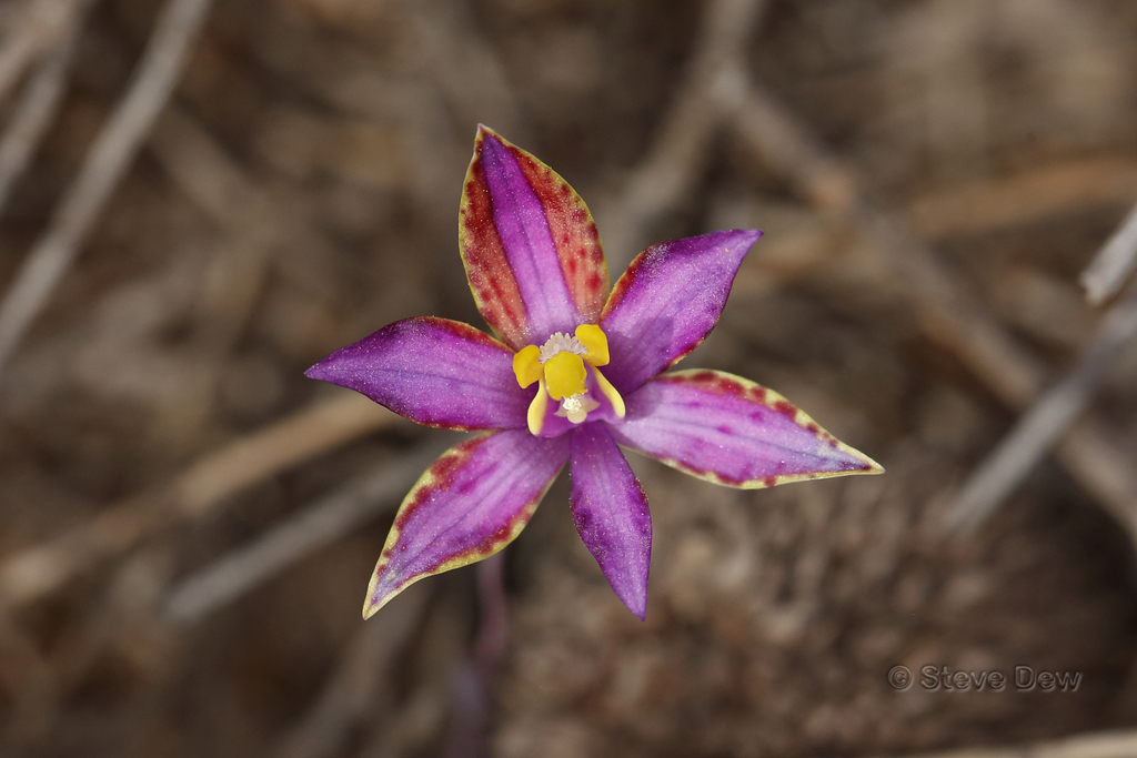 eastern Queen of Sheba from Lake Grace, Western Australia, Australia on ...