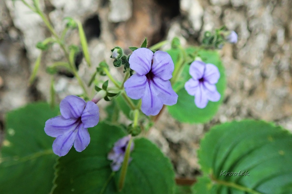 Tribounia venosa from ตำบล เขาใหญ่ อำเภอชะอำ เพชรบุรี ประเทศไทย on ...
