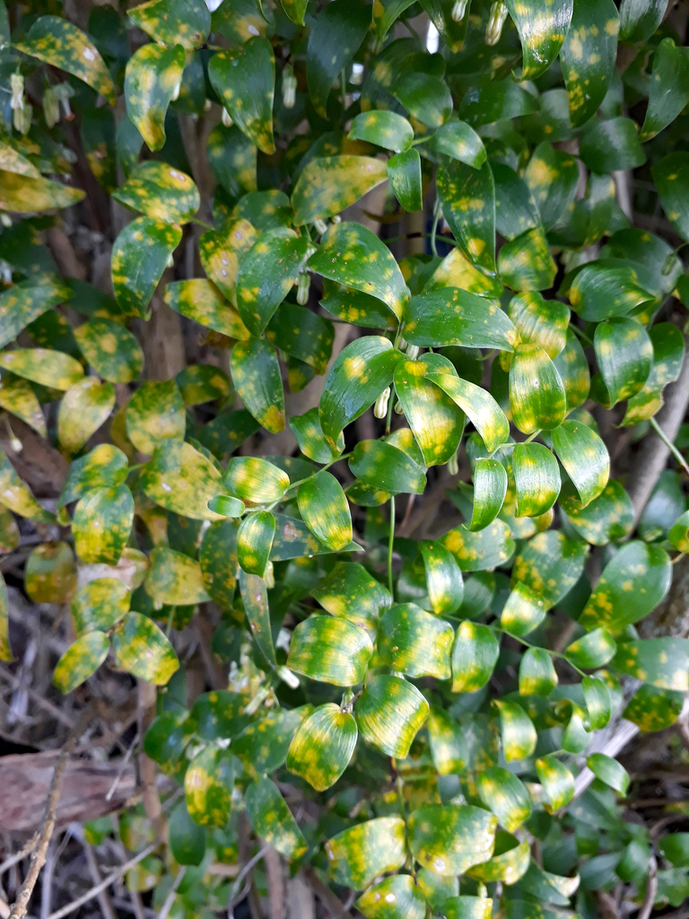 Bridal creeper rust from Auckland, Mount Albert, Seaview Terrace on ...