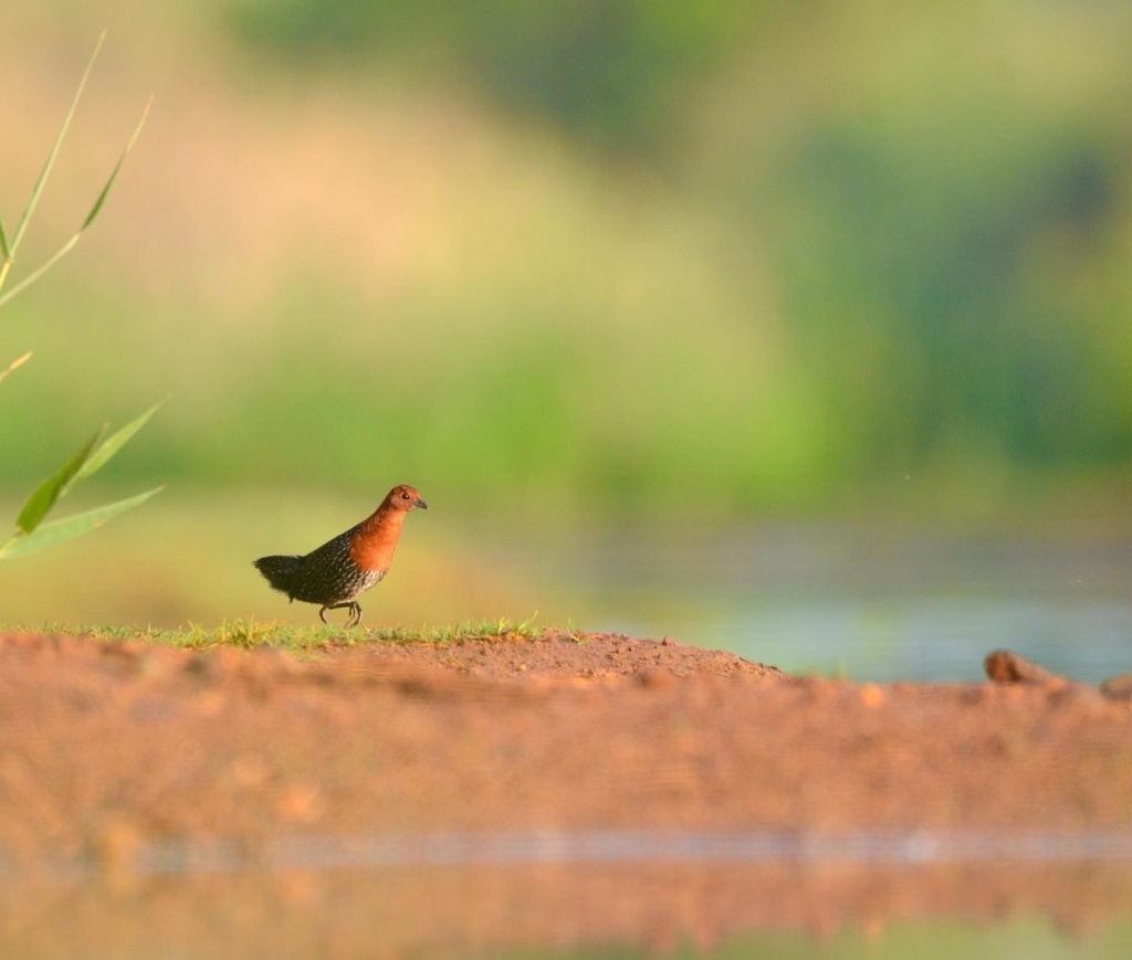 Red-chested Flufftail from Kanonierspark, Potchefstroom, North West, ZA ...
