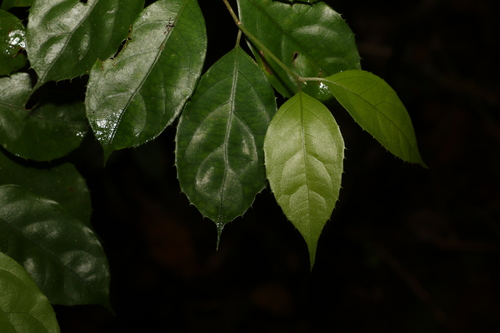 Levieria acuminata · iNaturalist United Kingdom
