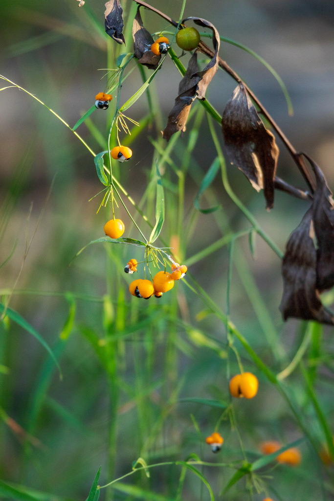 Wombat Berry in May 2020 by Jacob Crisp · iNaturalist