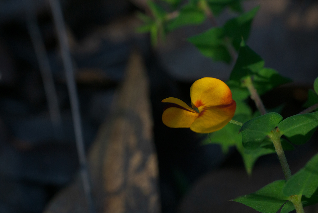 spiny bush-pea in May 2020 by Jacob Crisp · iNaturalist