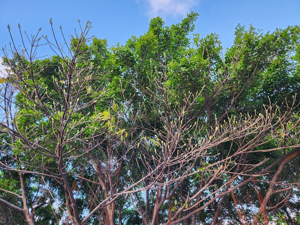 Japanese Superb Fig from 台灣台北 on October 21, 2022 at 04:40 PM by 胡正恆 ...