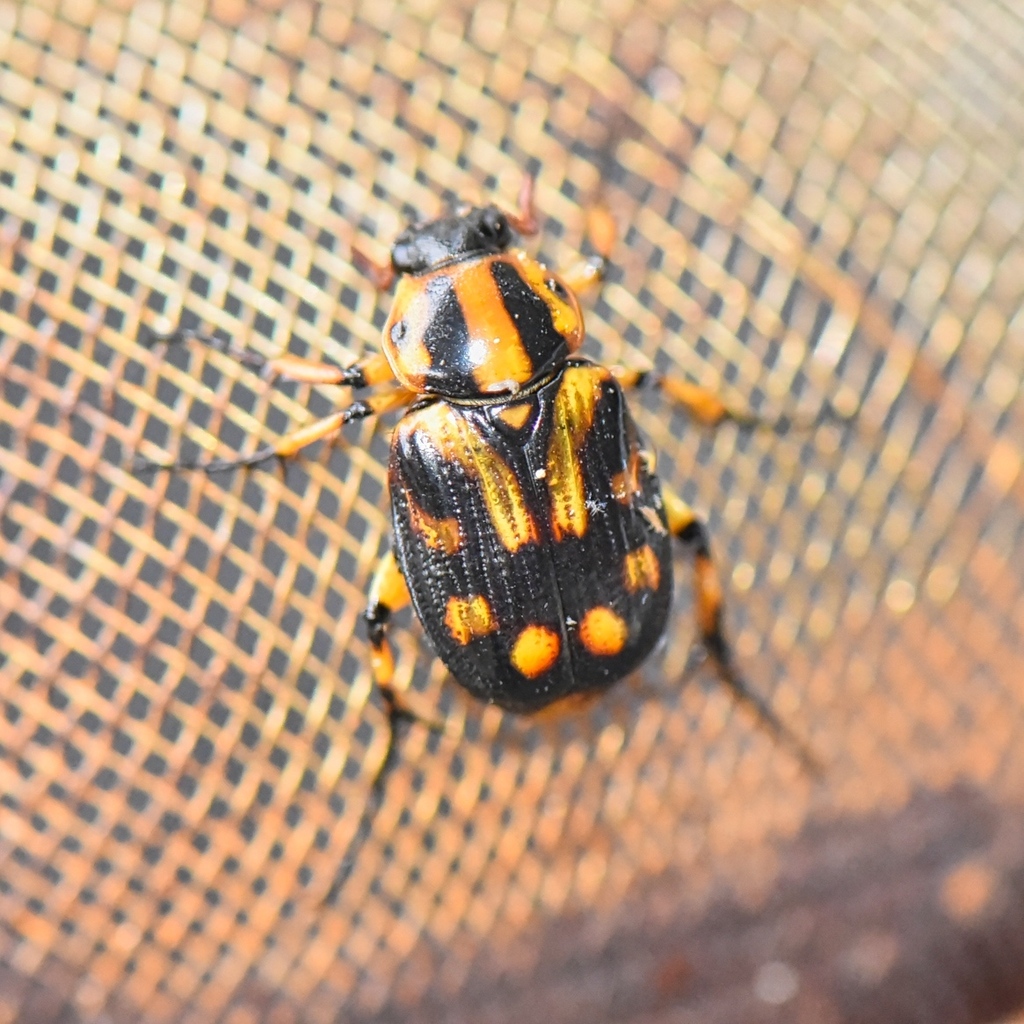 Common Wood Chafer from Olivedale, Randburg, 2158, South Africa on ...