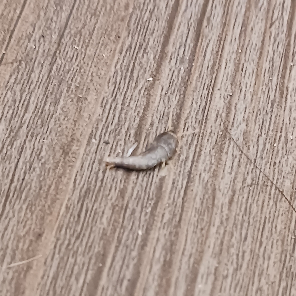 Common Silverfish from Near Northside, Indianapolis, IN, États-Unis on ...