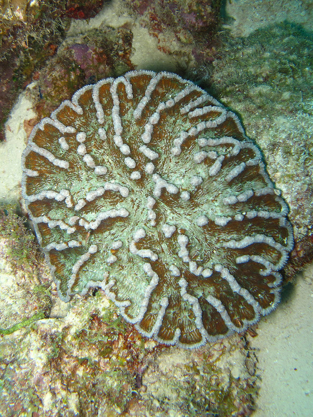 Mycetophyllia Milne Edwards & Haime, 1848