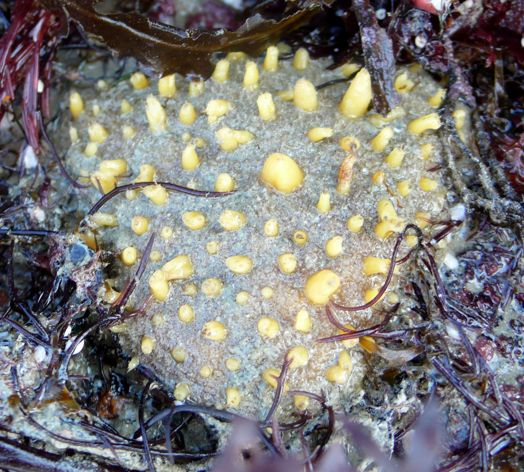 Polymastia penicillus from Îles Chausey, France on October 09, 2010 at ...