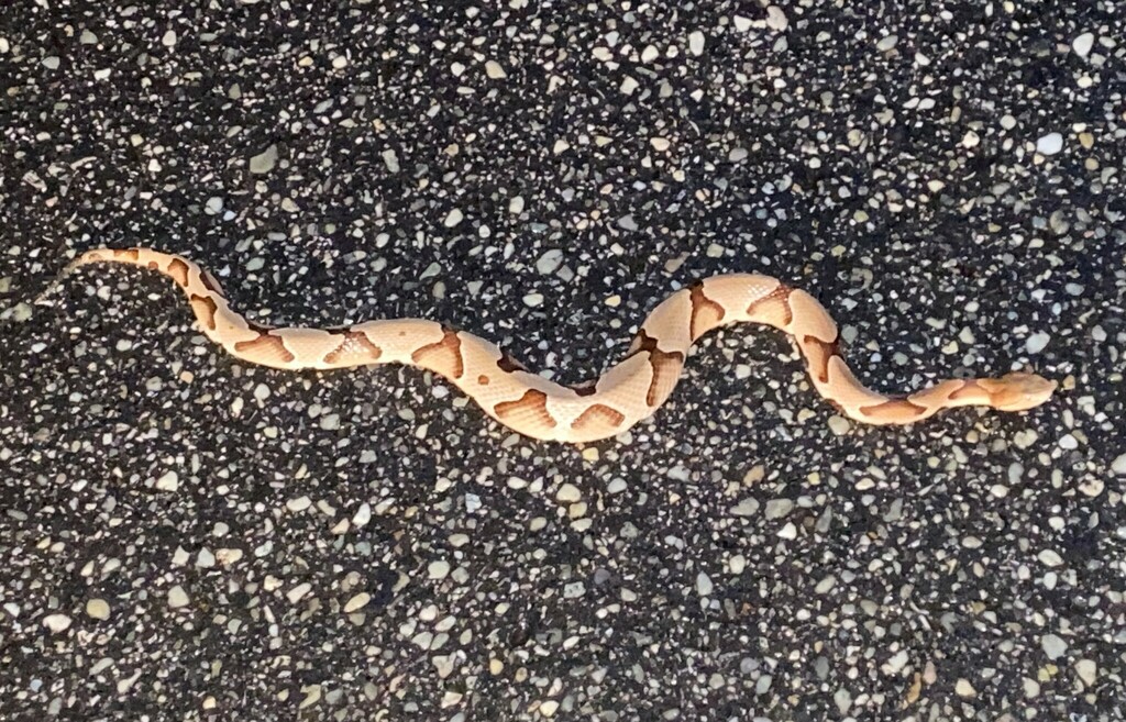 Eastern Copperhead from Rockville Rd. near Salt Creek, Clarke County ...