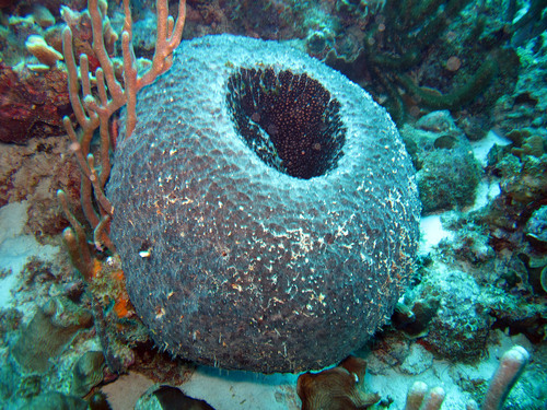 Demosponja (Ircinia strobilina)