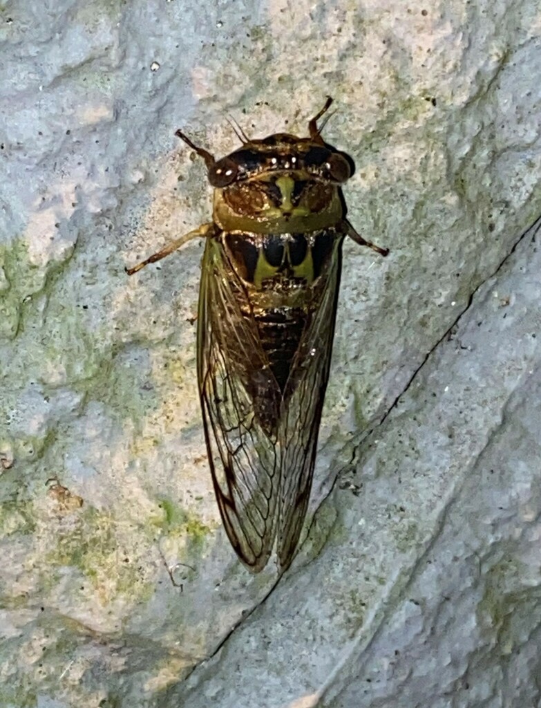 Davis's Southeastern Dog-day Cicada from Chilatchee Creek Campground ...
