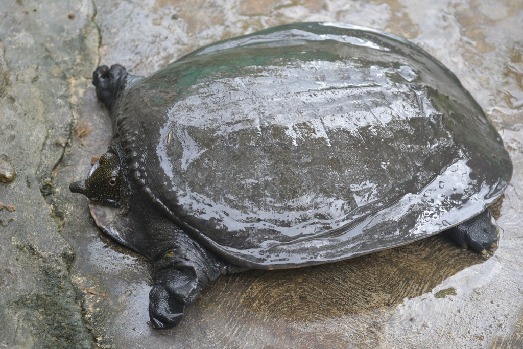 Southeast Asian Softshell Turtle in August 2018 by DENI PARLINDUNGAN ...