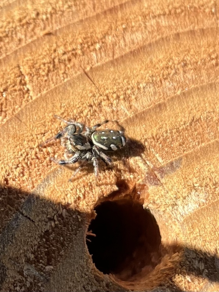 Golden Jumping Spider from Little Harbour Ct, Vilas, NC, US on October ...