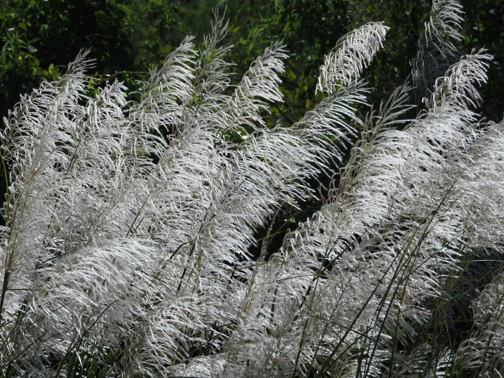 Wild Cane (Kanha National Park - Plants) · iNaturalist