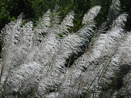 Wild Cane (Kanha National Park - Plants) · iNaturalist