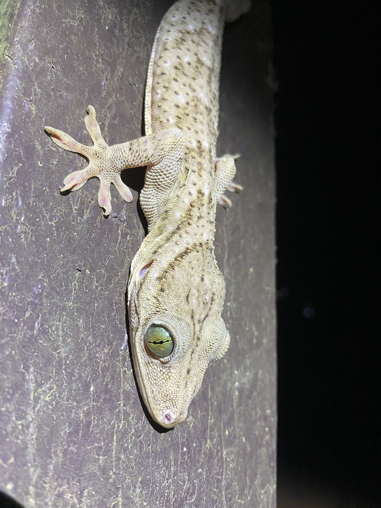 Large Forest Gecko from Endau-Rompin (Johor) National Park, Kahang ...