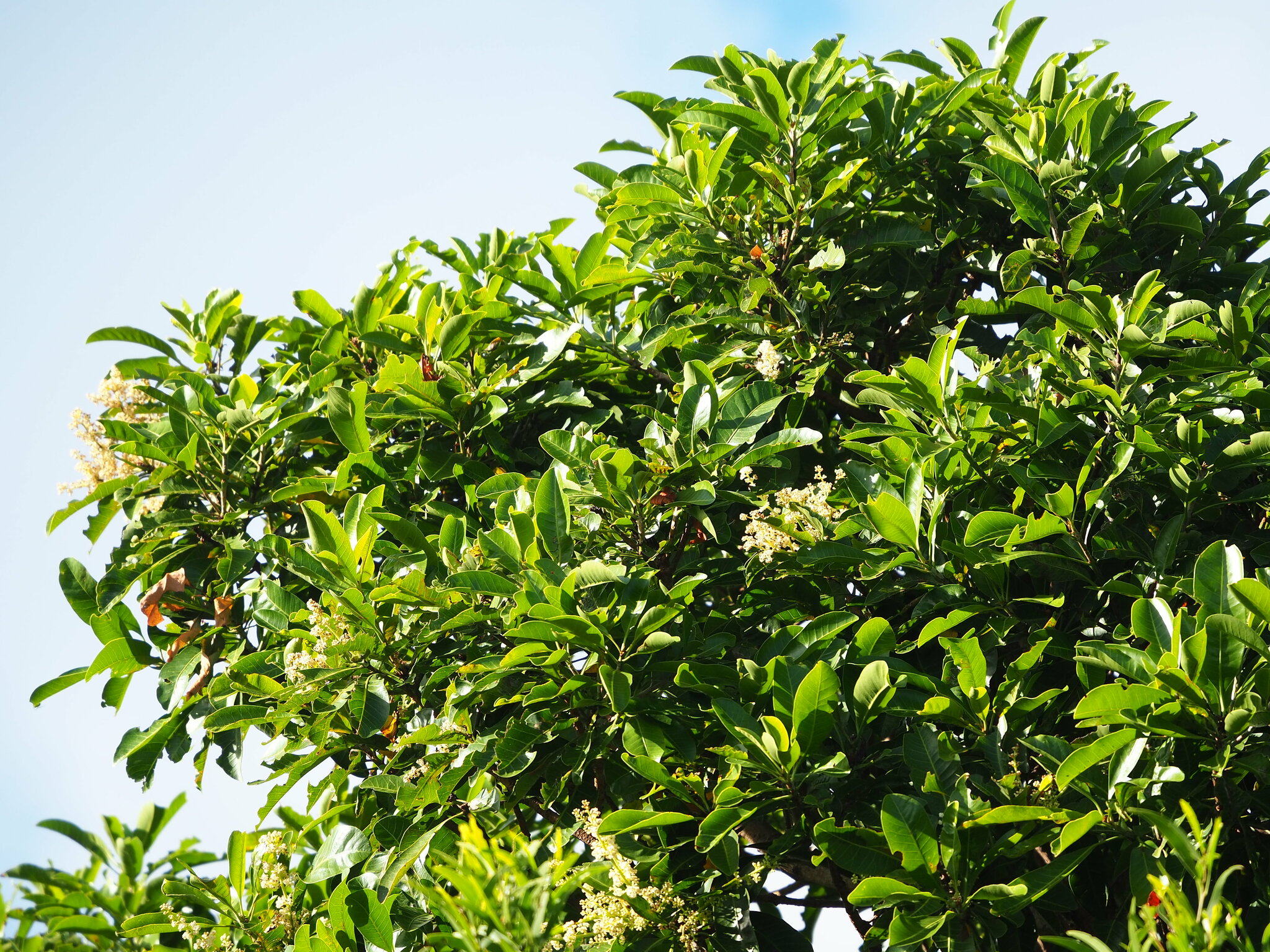 Buchanania arborescens (Blume) Blume