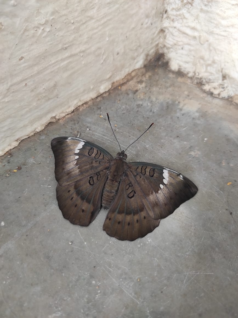 Common Baron from Jail Road by Uday Salunke · iNaturalist