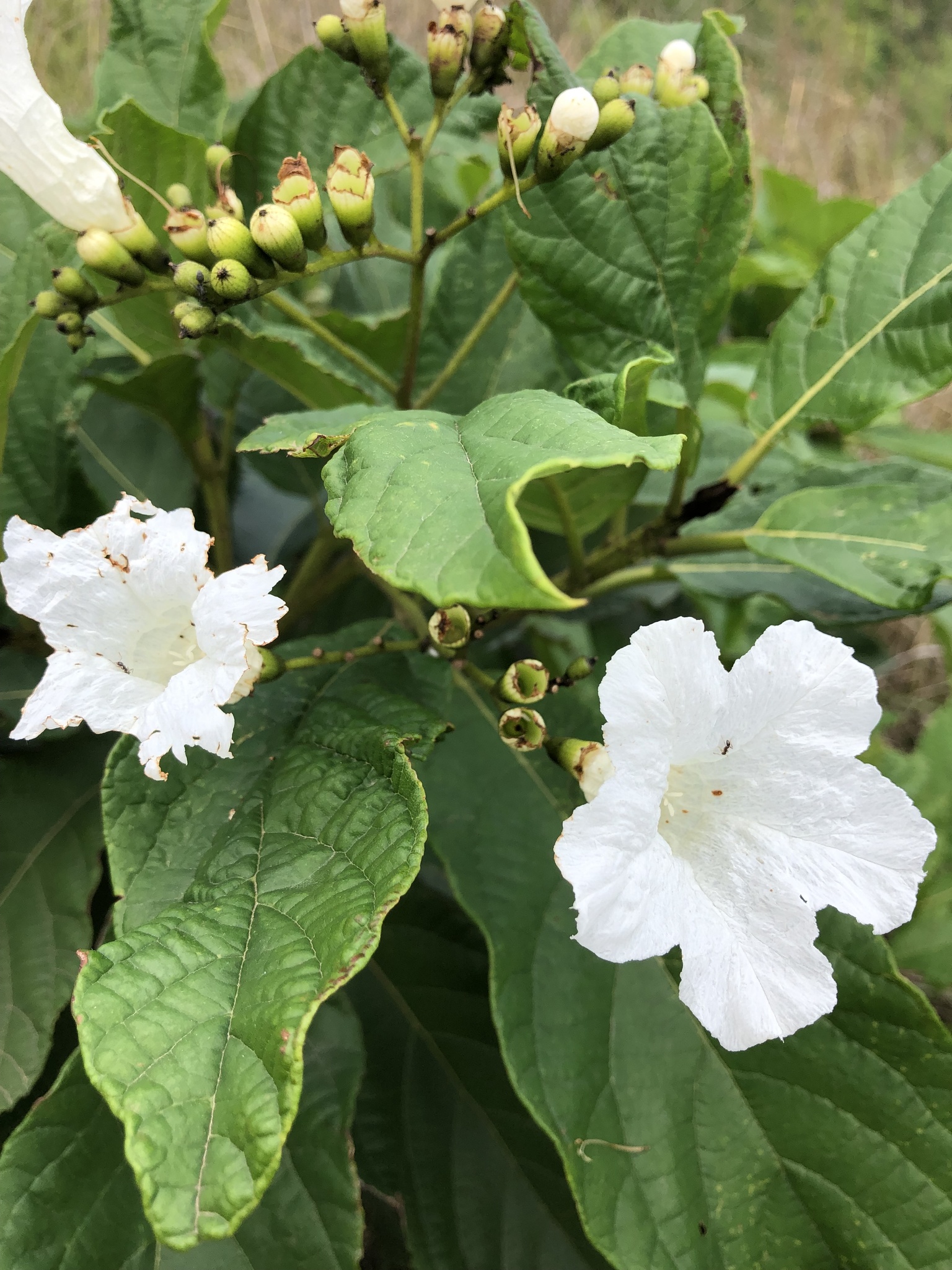 Cordia superba Cham.