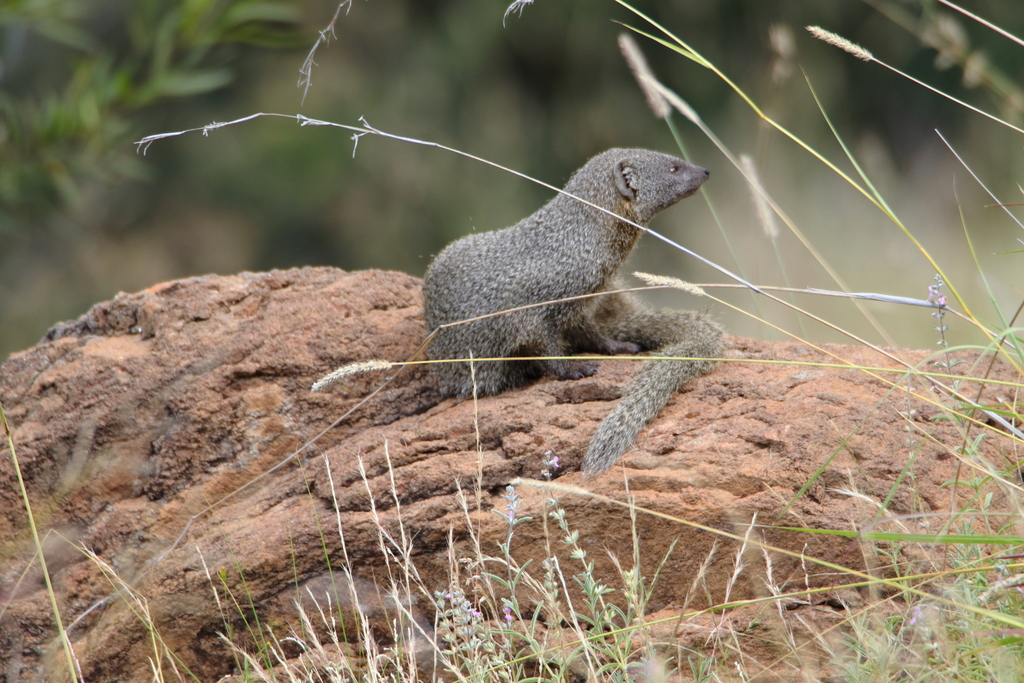 Cape Grey Mongoose from Ehlanzeni District Municipality, South Africa ...