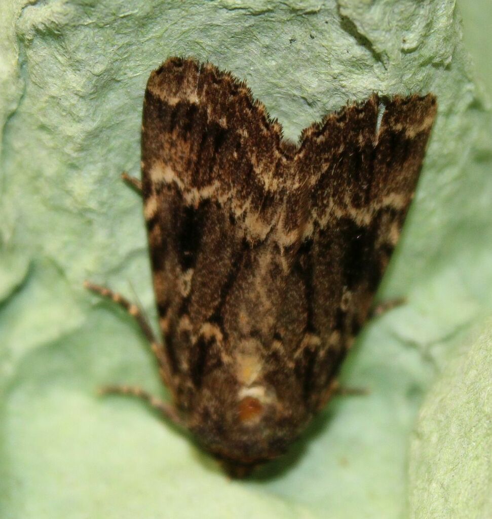 Eurasian Copper Underwing from Netherton, Dudley, UK on September 21 ...
