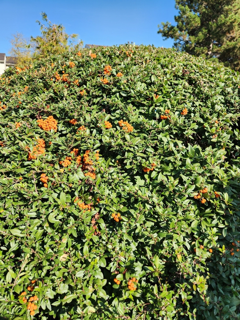 Firethorn from Milton, ON L9T 5G1, Canada on October 23, 2022 at 12:09 ...