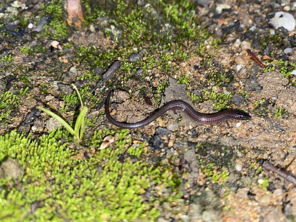 Bachia guianensis (Especies de Reptiles del Meta, Colombia) · iNaturalist