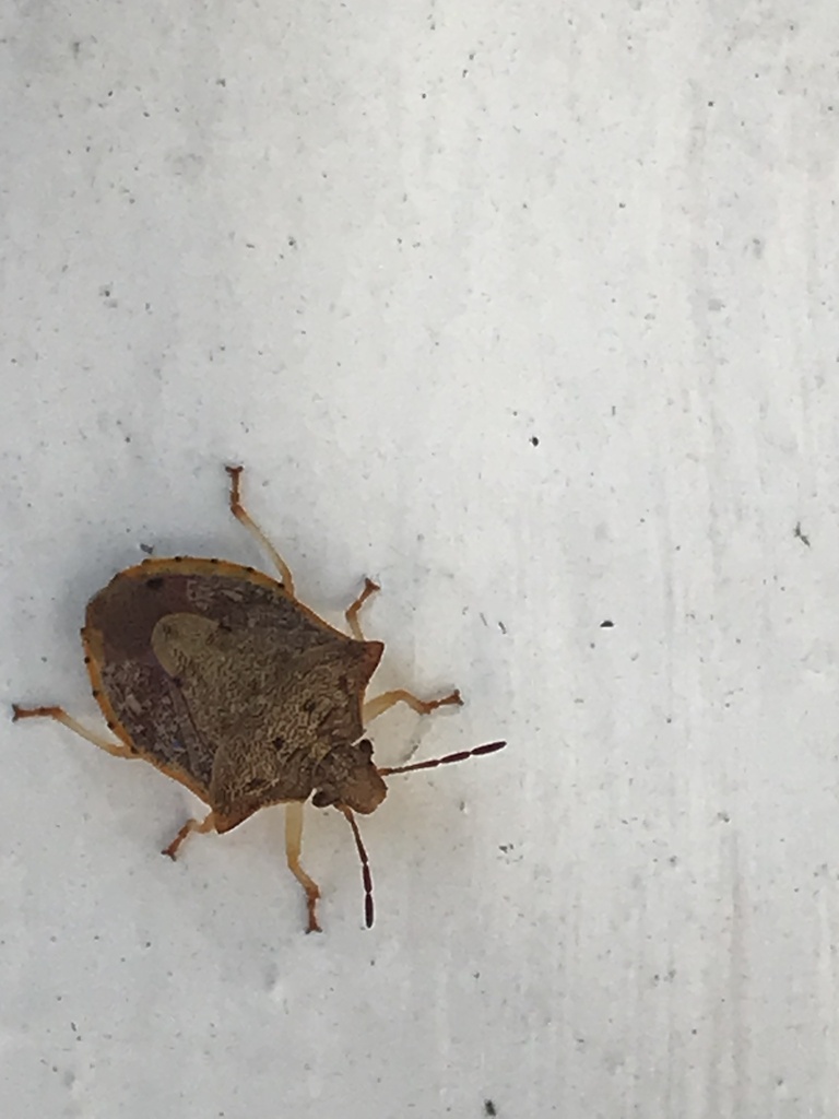Dendrocoris humeralis from Sand Key, Indian Shores, FL, US on October ...