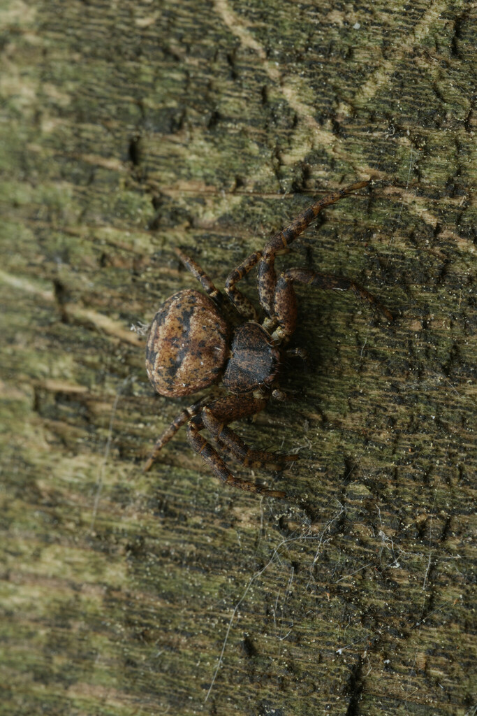 Multicolored Bark Crab Spider from Milton, ON, Canada on October 22 ...