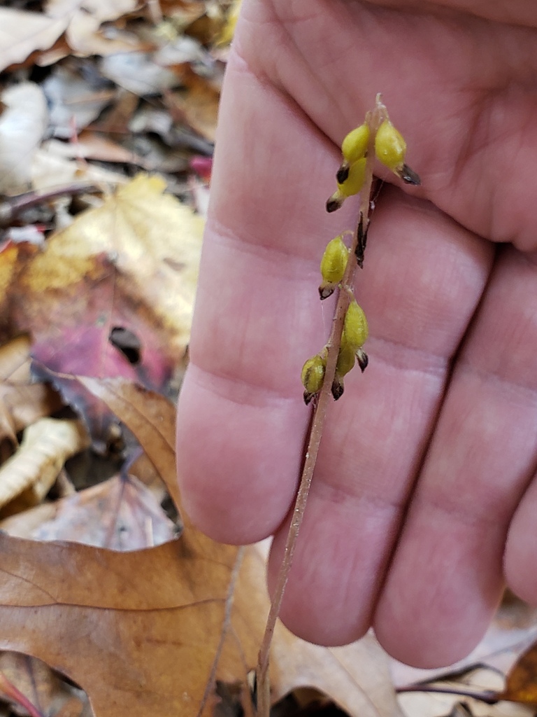 autumn coralroot in October 2022 by Dave Behm. Late Coralroot ...