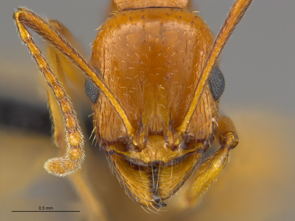 Aphaenogaster uinta (Common Ants of the Navajo Reservation Field Guide ...