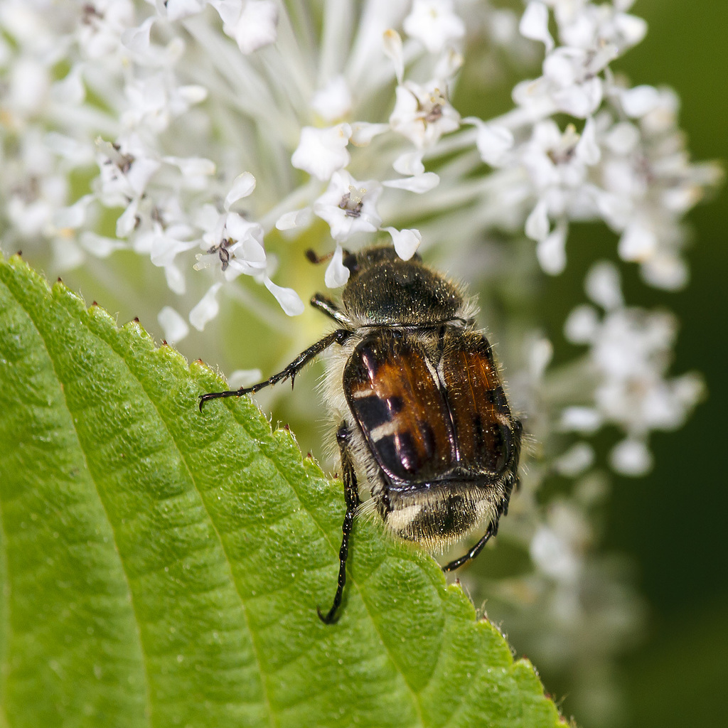 Hairy Flower Scarab from Rockland County, NY, USA on June 25, 2016 at ...