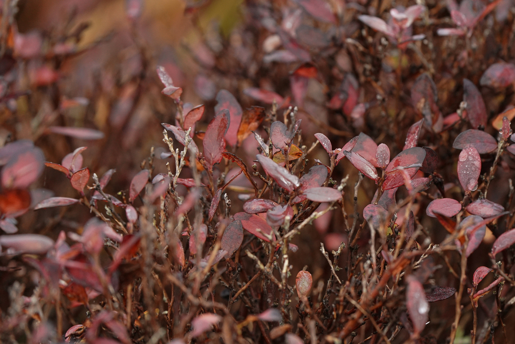 bog bilberry from Ringkøbing-Skjern, Midtjylland, Denmark on October 23 ...